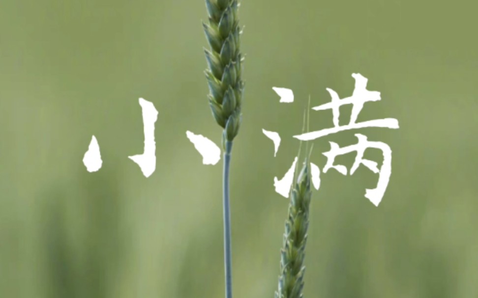关于的小满诗词|物至于此 始得盈满|二十四节气|古人眼中的小满|小满文案