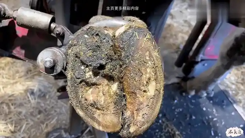 蹄子挖开一个小洞,轻轻一按,咕咚咕咚直冒泡