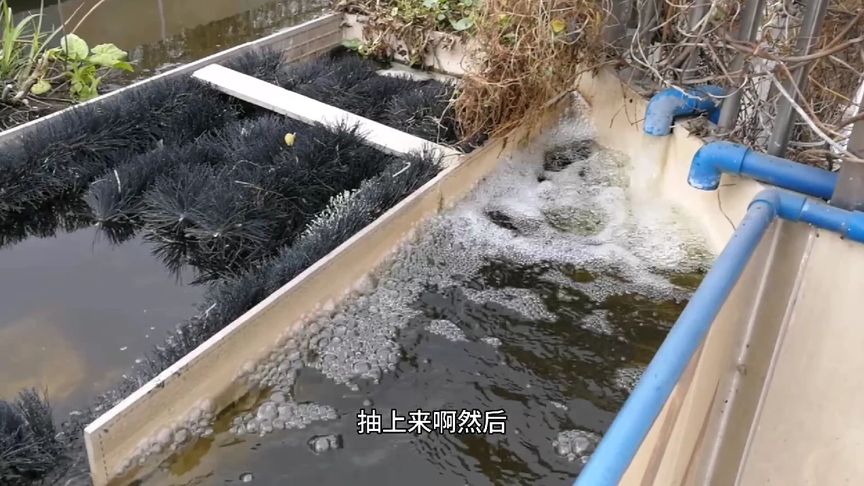 自动化养龟生态水循环系统,一个人就可轻松管理几千种龟!