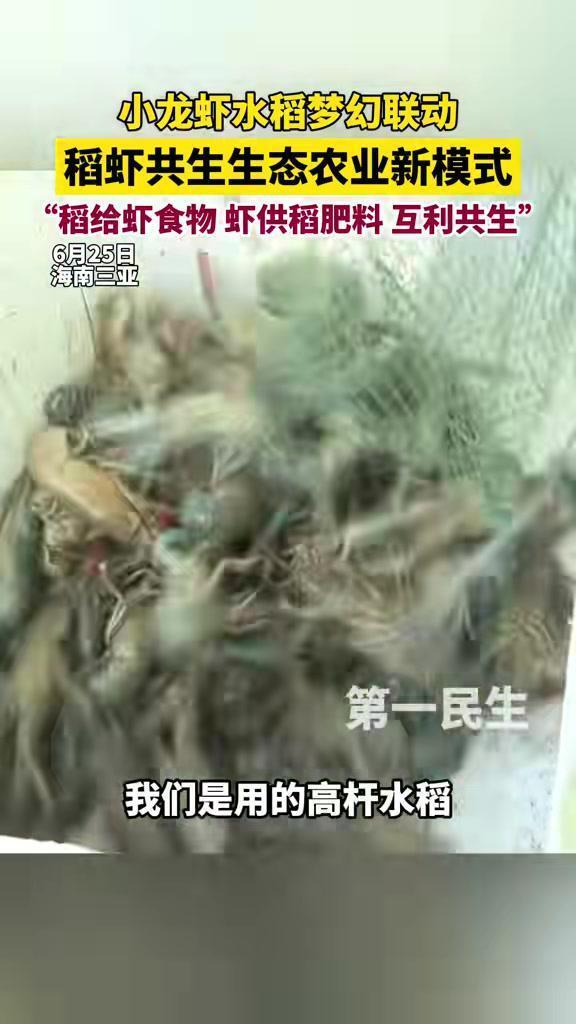小龙虾水稻梦幻联动!三亚海棠区升昌村探索发展稻虾共生生态农业新...
