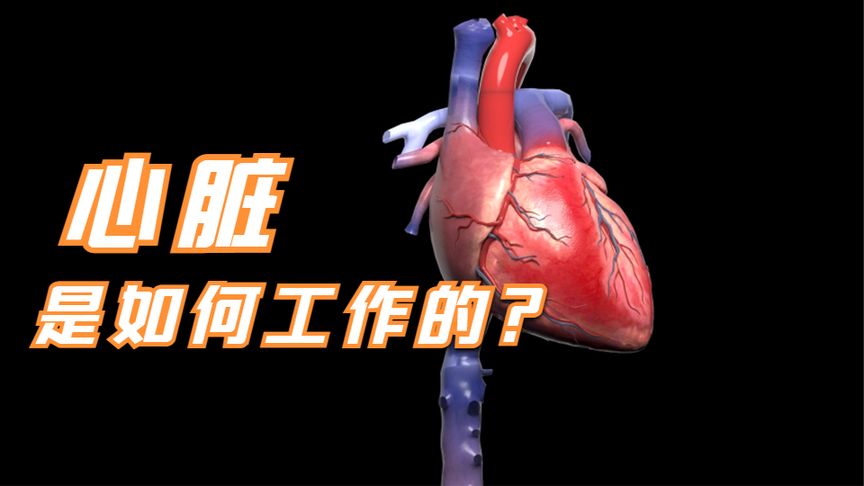 【人体的奥秘】--3D还原:心脏的血液循环
