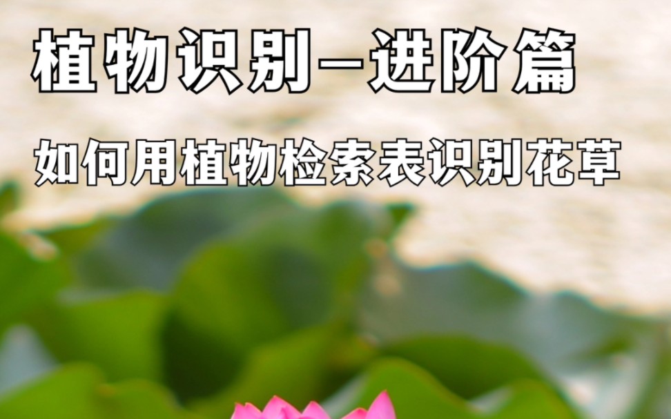 植物识别进阶篇|如何用植物检索表识别花草野外见到漂亮植物不认识...