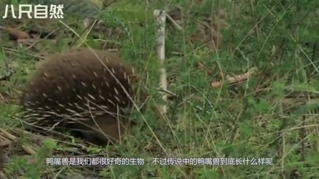 猴子警长探案记中的鸭嘴兽长什么样