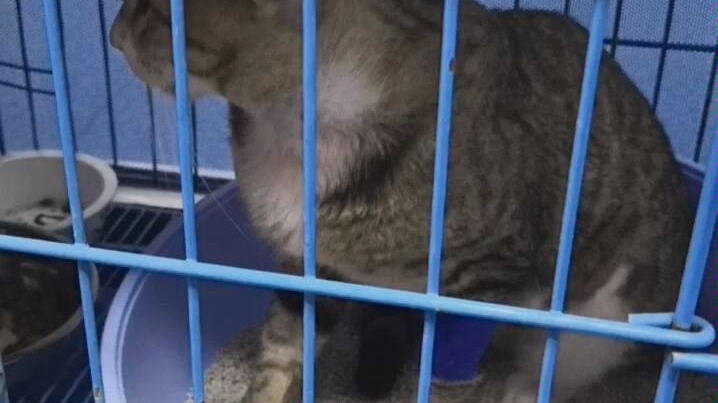 【猫】住院治疗中