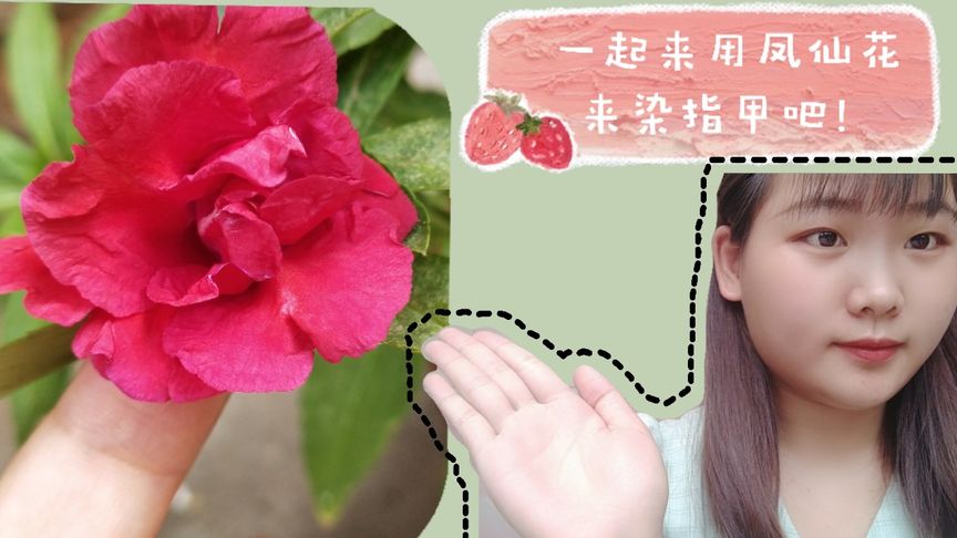 如何用凤仙花来染指甲?凤仙花的作用和药用功效,天然养生美美哒
