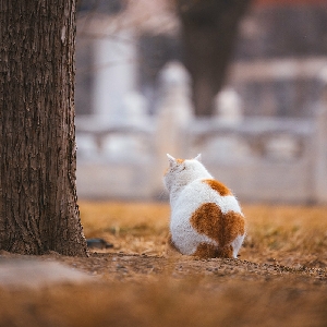 风衍w 