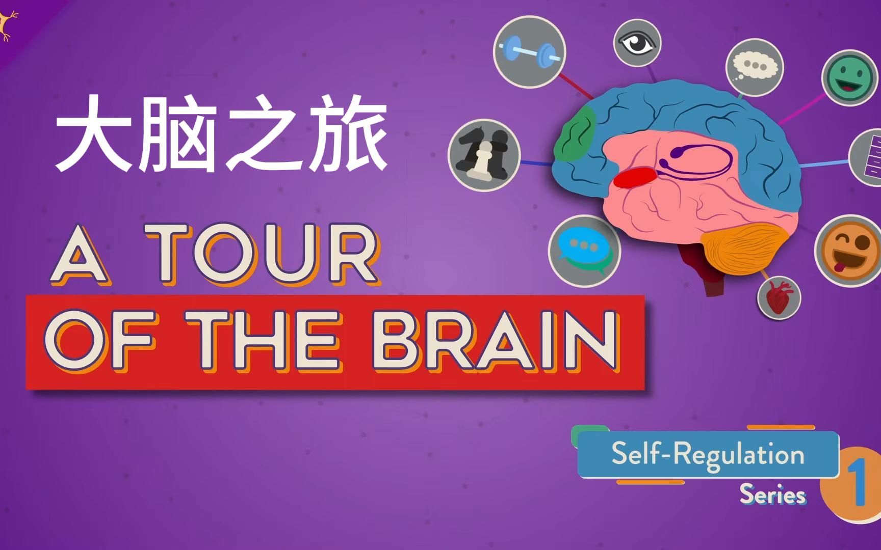 了解你的大脑!情绪管理/自我管理①