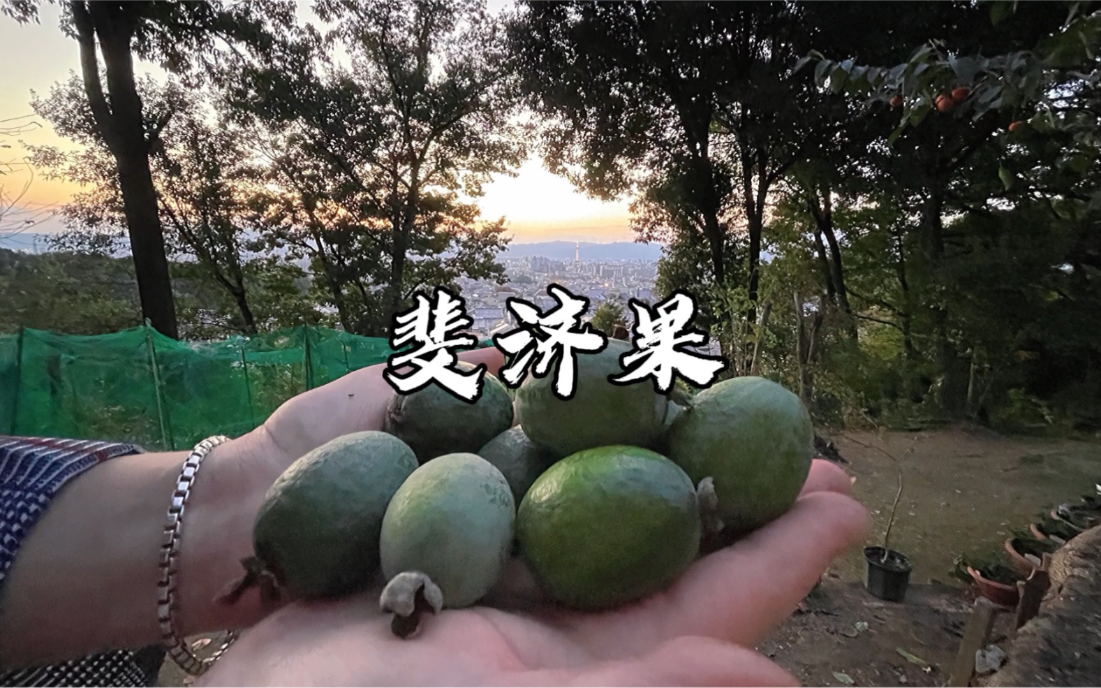 ...中旬开花的斐济果,经过长达近5个月的时间,终于满树结满的果子成熟...