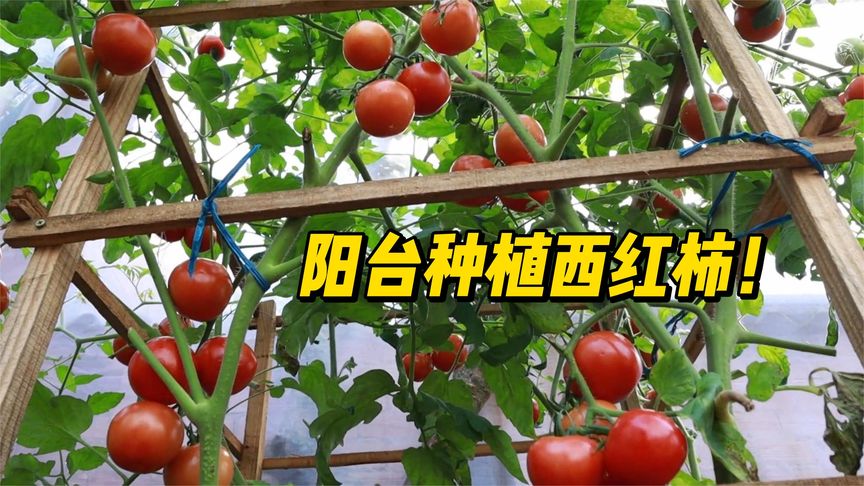 种植西红柿真的很简单,教你一招,让你种出又大又甜的西红柿!