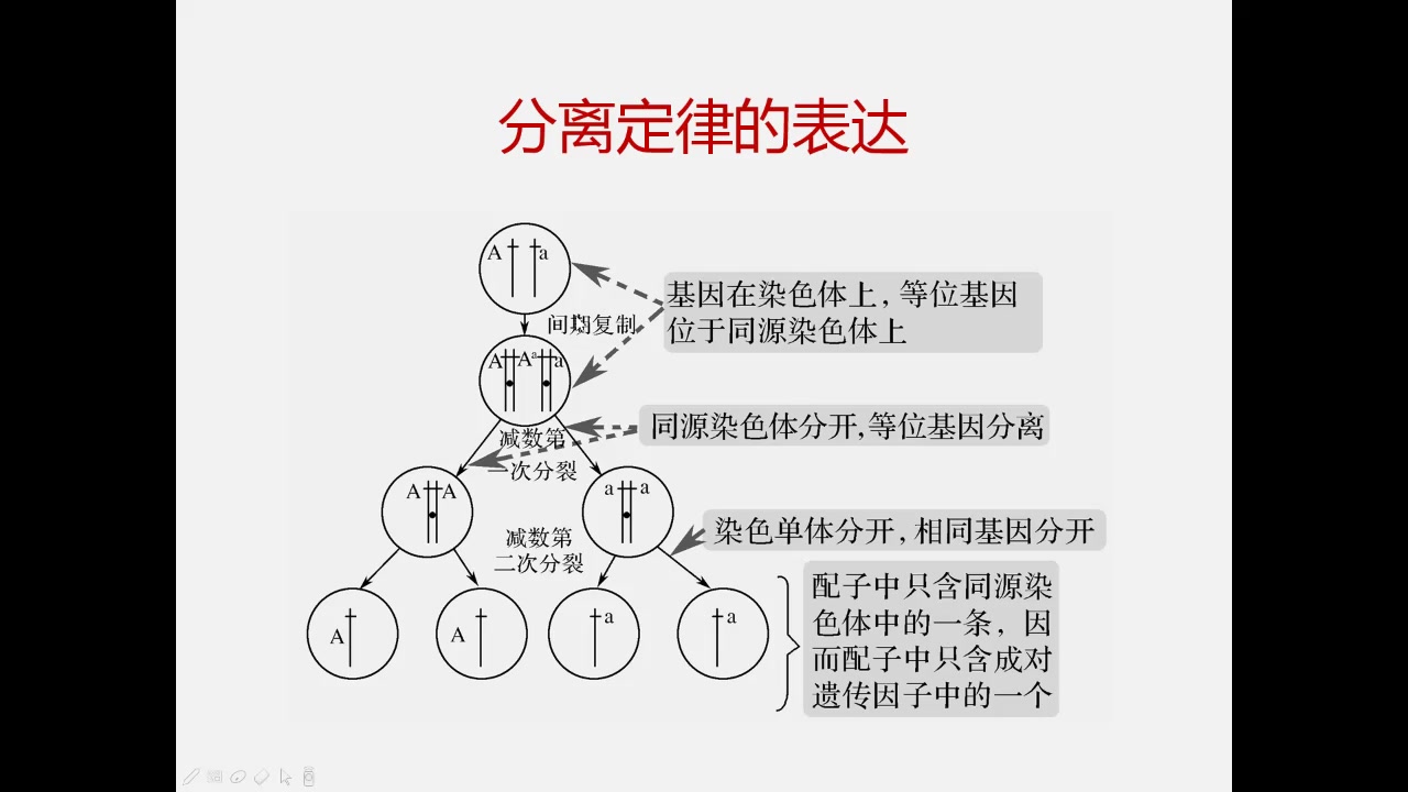 验证分离定律和自由组合定律