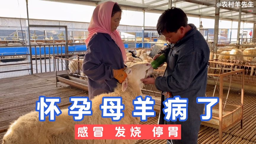 怀孕母羊感冒发烧又停胃,中西医结合治疗,效果不错,建议收藏
