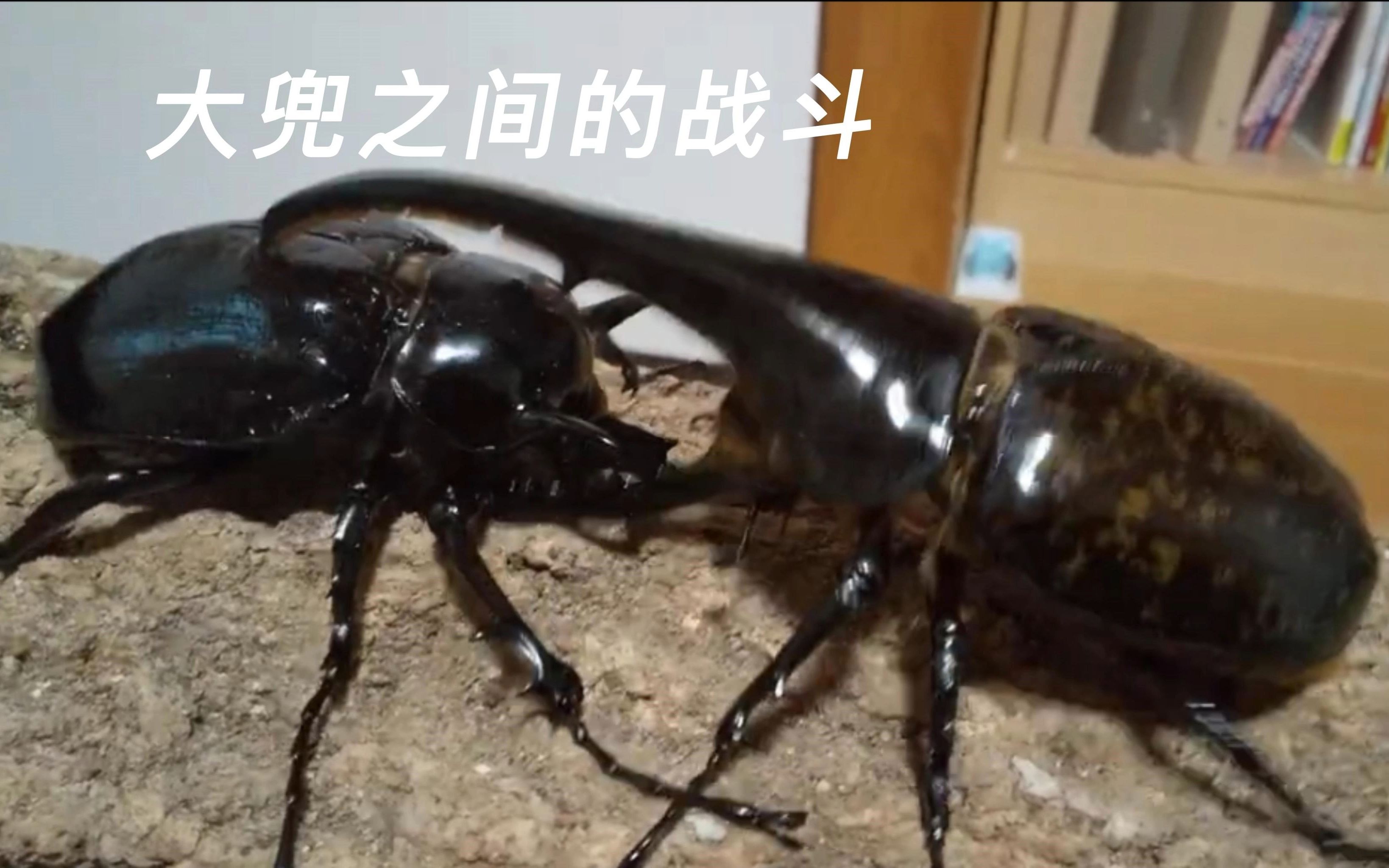 甲虫之间的真正战斗,是谁更胜一筹呢?
