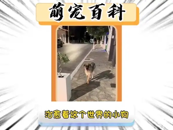 治愈着这个世界的小狗,这个世界不能没有小狗