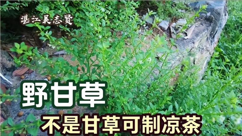 湛江农村墙脚这种野甘草,广州叫为冰糖草,它的用途你知道多少