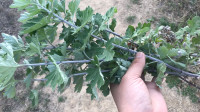 你知道艾草煮水泡脚的好处吗?艾草还可以煮水洗头?看看吧