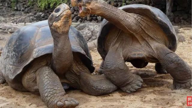 世界上寿命最长的101种动物