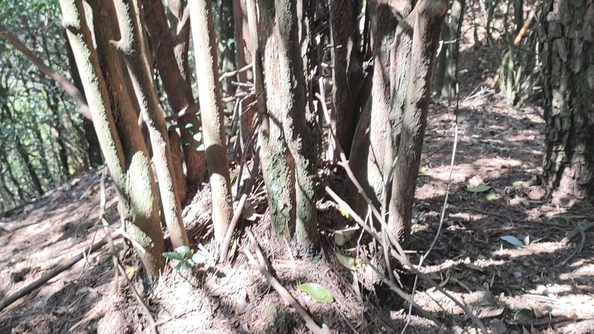 今天在山里,发现几十株造型很好的黄杨木,是做园林绿化的好树种