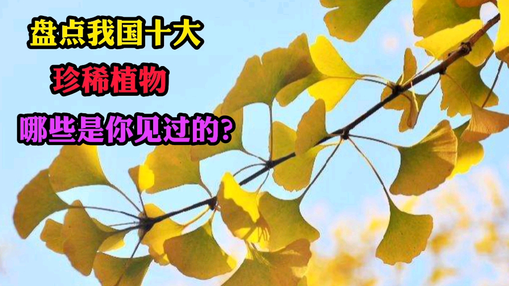 盘点我国十大珍稀植物,你认识几个?