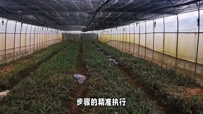 农学堂:白芨种植技术及亩收益