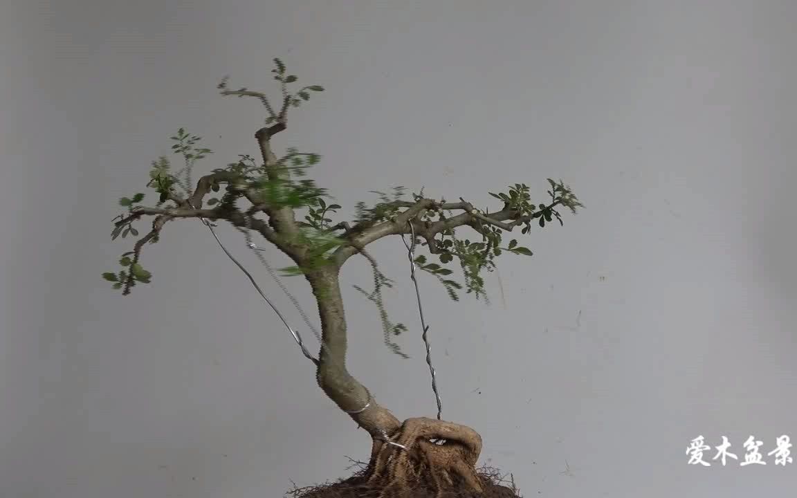 盆景枝条拿弯不断裂,教你一个小技巧,对节白蜡直接演示