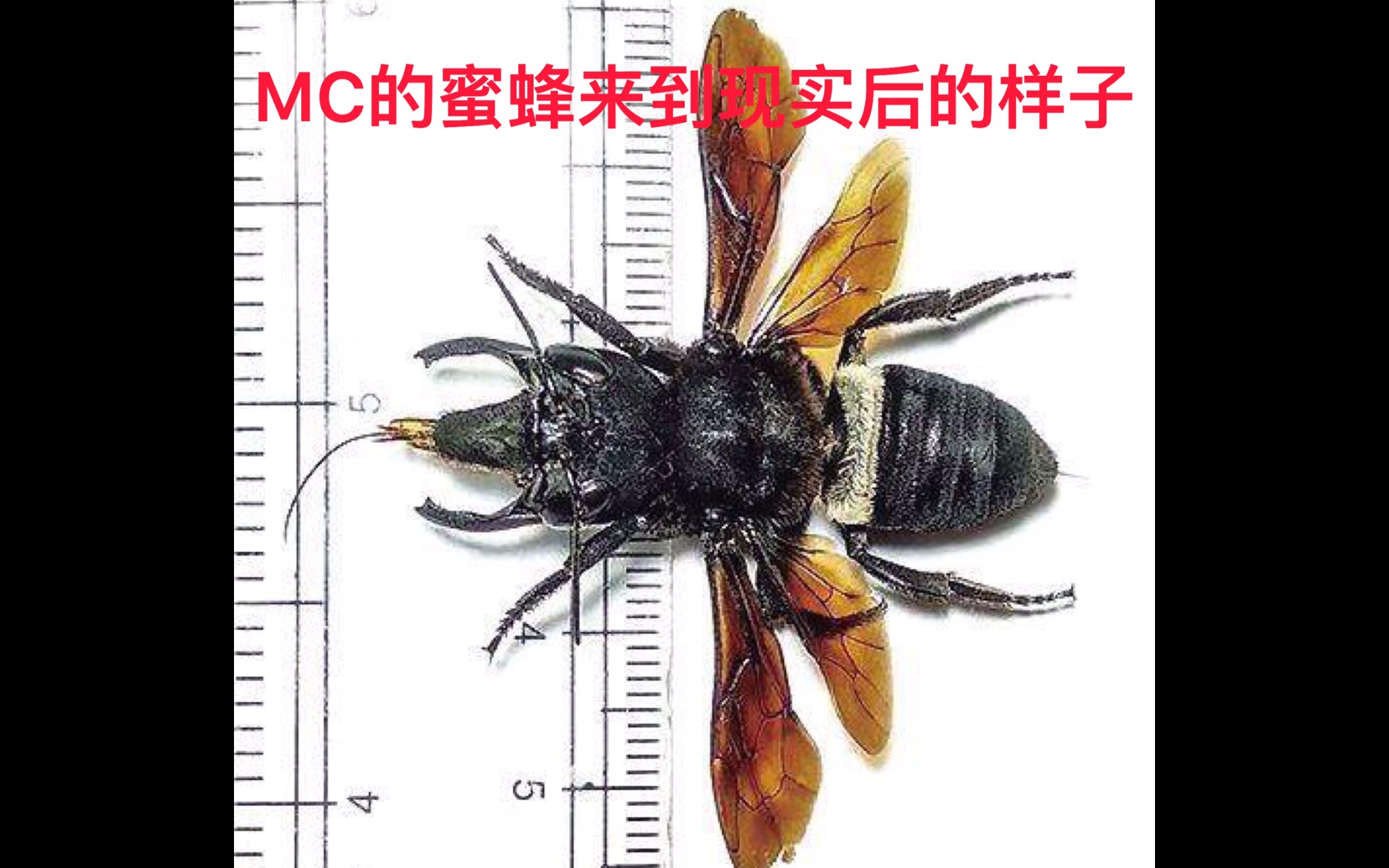 我的世界指令教程:教你做个蜜蜂炸弹(可多人使用)