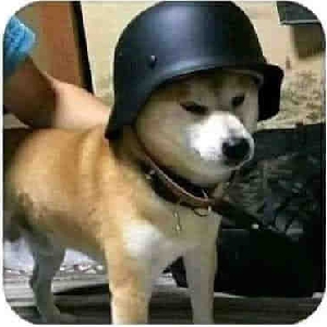 狗头难保 