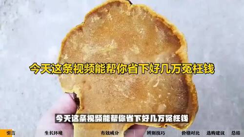 野生桑黄价比黄金?种植桑黄是智商税?3分钟揭秘背后巨大差异!