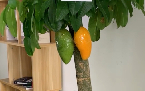 芒果树上结芒果,芒果树下贫穷的我…