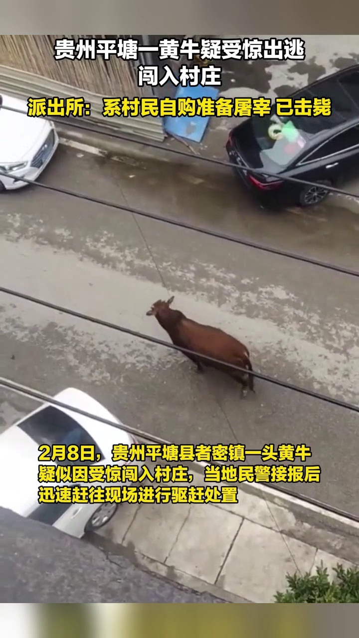 贵州一黄牛疑受惊出逃闯入村庄,派出所:系村民自购准备屠宰,已击毙