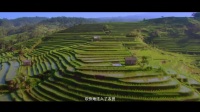 青田稻鱼米宣传片