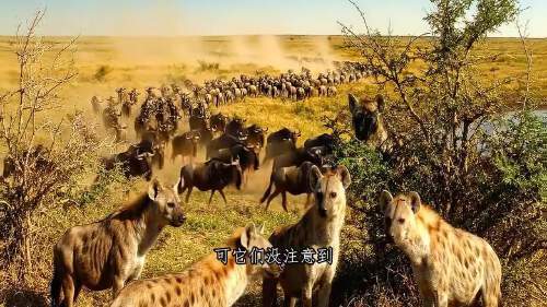 角马群为解暑冒险寻水,鬣狗暗中埋伏伺机而动,生死追逐一触即发