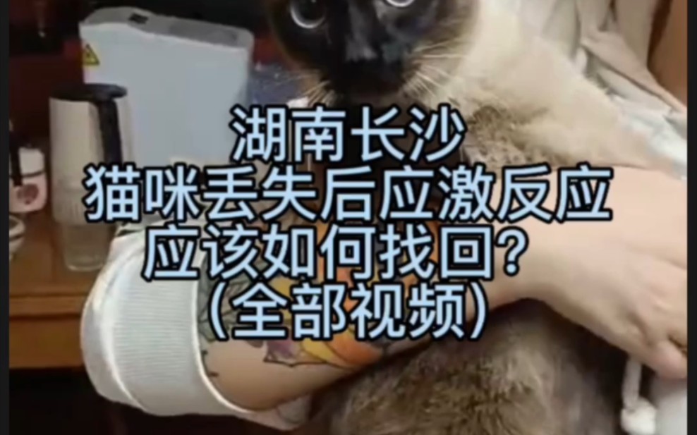 ...#长沙寻猫##长沙找猫团队##长沙专业找猫##柯南寻猫寻狗专业寻...