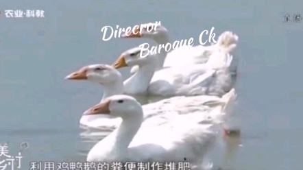 种养结合的生态循环农业,未来可期