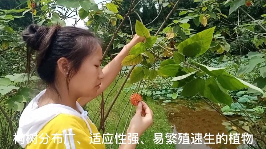 农村最不起眼的植物,它的果实,叶,树皮有不同功效,了解一下吧