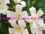 人教版六年级数学上册 3.8总量可用单位1表示的分数除法问题