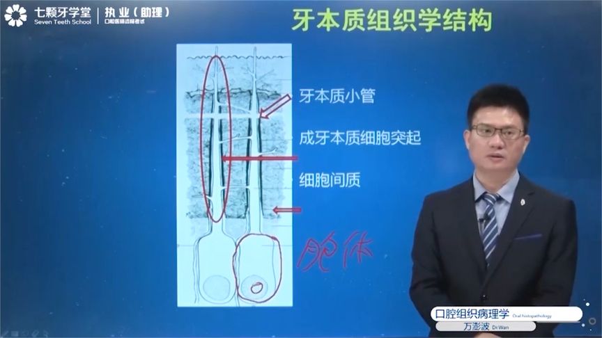 口组—牙本质组织学结构—七颗牙学堂精品课程