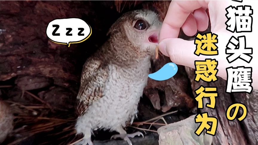 探秘云南原始森林