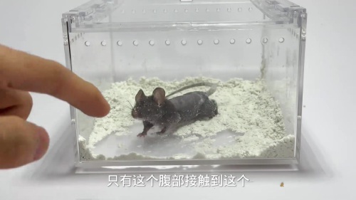把老鼠丢进痒痒粉里!