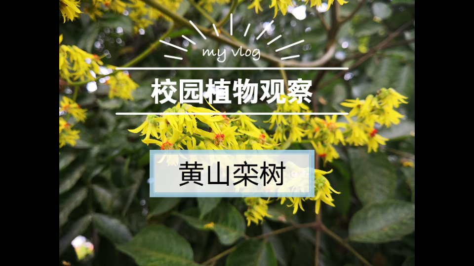 校园植物观察之黄山栾树