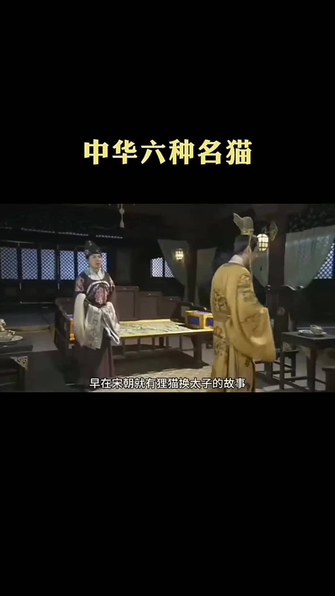 中华六种名猫,看看你认识几种