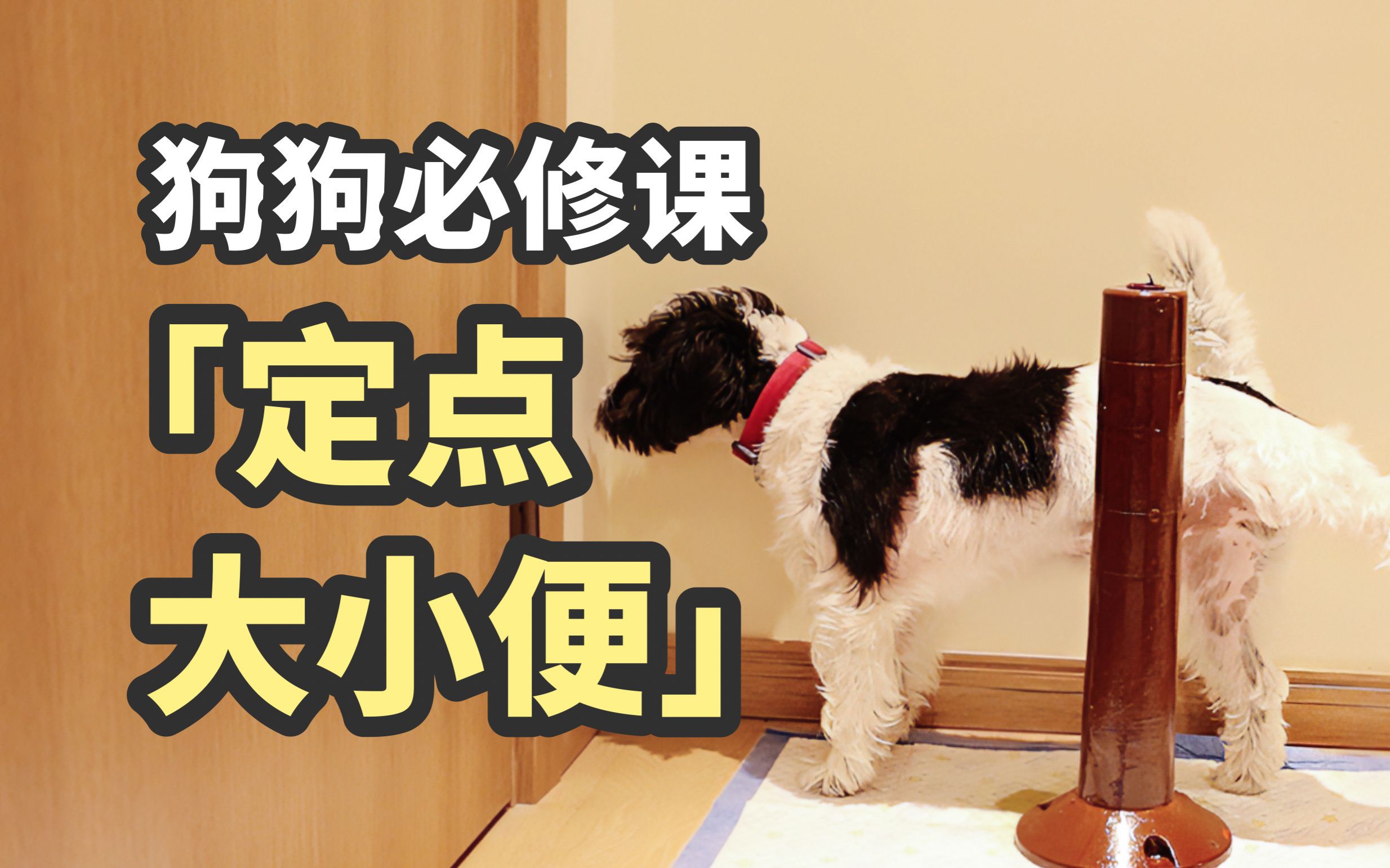 狗狗爱乱尿?3分钟【定点大小便训练】|狗狗训练⚡️
