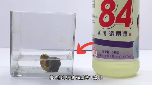 84消毒液浸泡福寿螺24小时会有啥变化