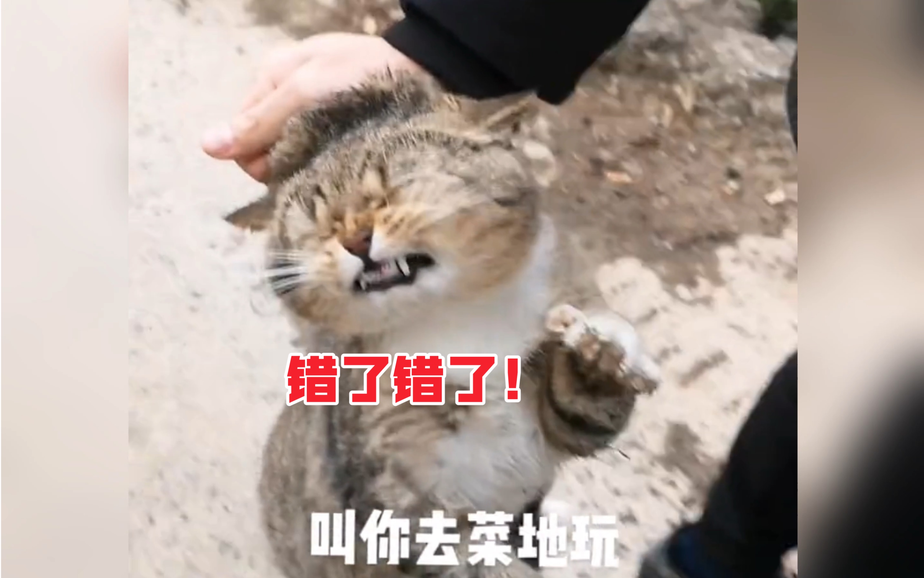 “回村的猫咪已经玩疯了”