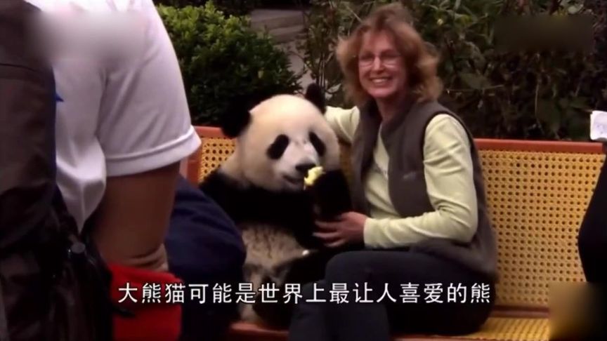 撩二郎腿的可爱熊猫就是这样接待游客的,直接成美国网红