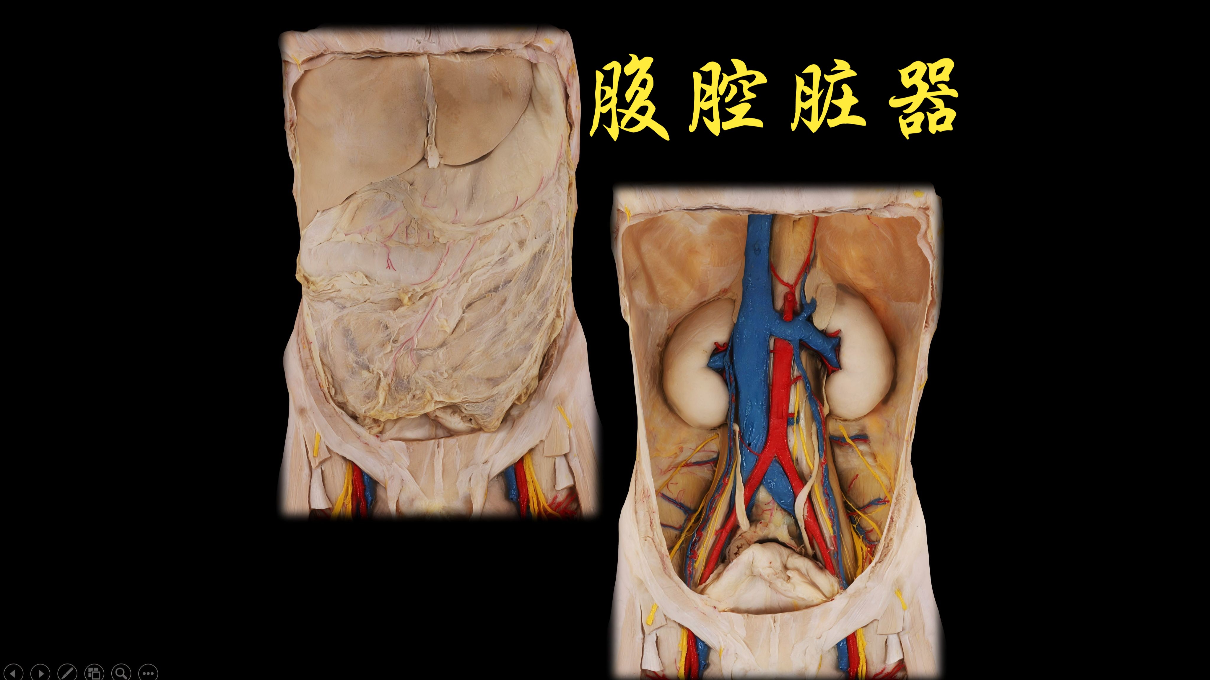 腹腔脏器,从前到后腹腔脏器,一镜到底