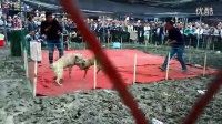 残忍斗狗比赛斗狗视频大全