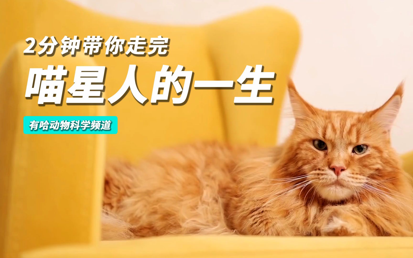 2分钟看完猫咪的一生,来聊一聊,你们家的小猫咪,正在经历哪一个阶段呢?