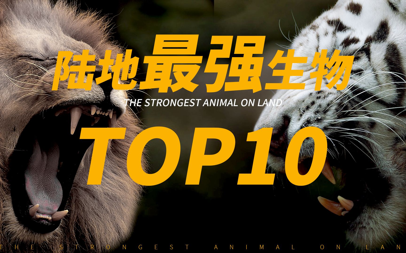 ...世界上战斗力最强动物是谁,狮子老虎这样的猛兽到底能排名多少,看看...