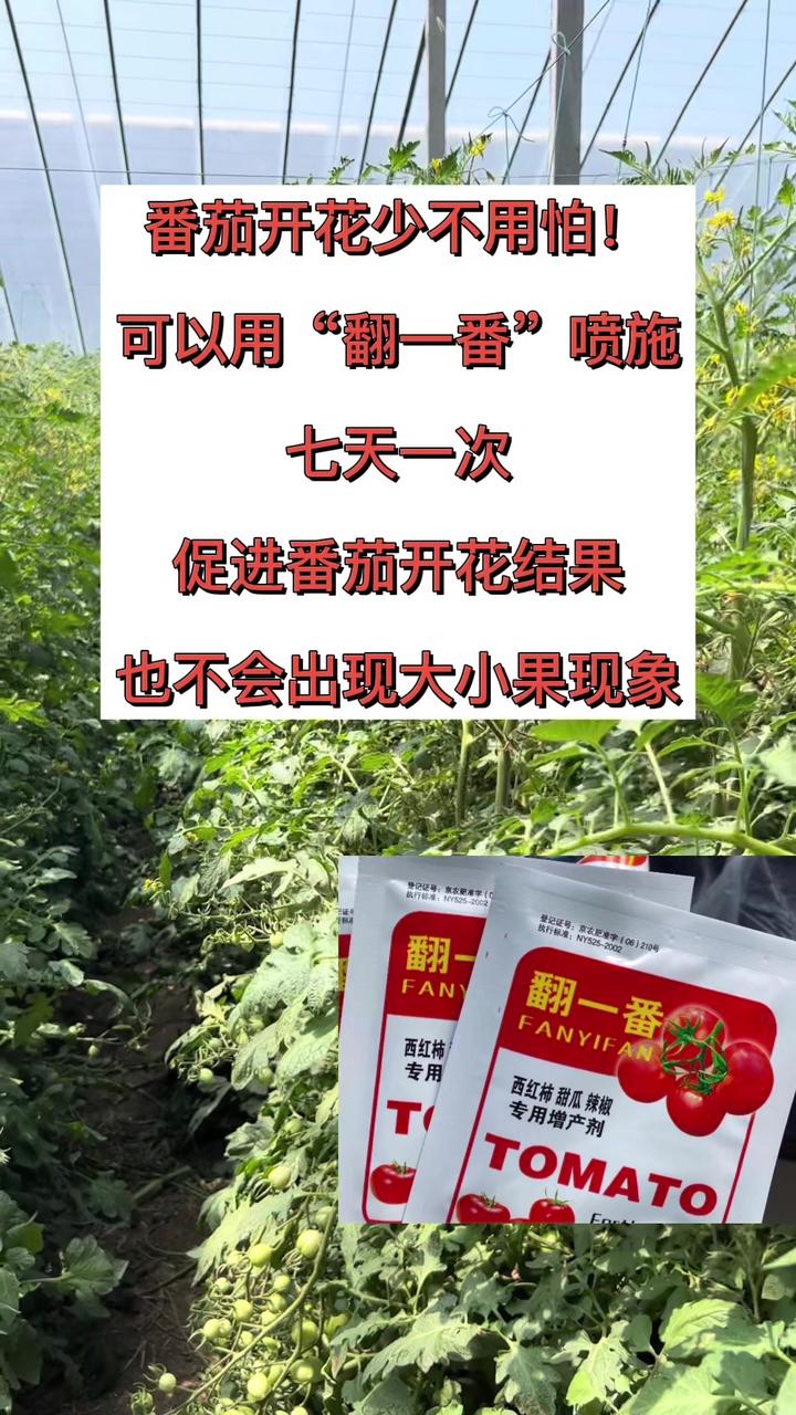番茄开花少不用怕!可以用“翻一番”喷施,七天一次,促进番茄开花结果,...