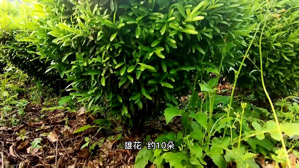 雀舌黄杨 花木百科-卉木园林